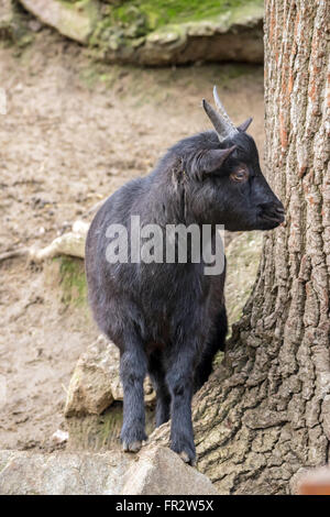 Cameroon dwarf goat Stock Photo - Alamy