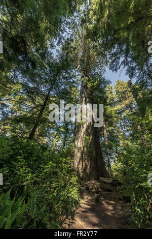 Big Tree Trail, Meares Island, Yofino, BC Canada Stock Photo - Alamy