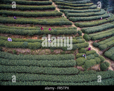 Workers pick West Lake Longjing tea at a plantation in Hangzhou, east ...