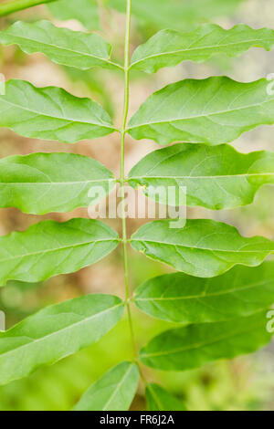 Leaves on stem Stock Photo - Alamy