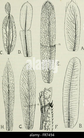 'The Biology of Dragonflies' (1917) explores the life cycle, anatomy ...