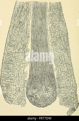 *An American Text-book of Genito-Urinary Diseases, Syphilis, and ...