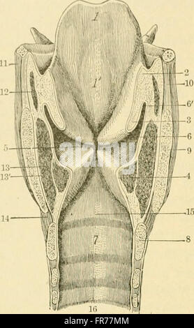 This 1897 textbook offers a comprehensive overview of human physiology ...