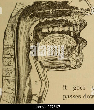A Healthy Body (1889) is an educational textbook focusing on anatomy ...