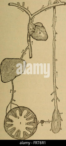 This 1889 textbook covers human anatomy, physiology, hygiene, and the ...