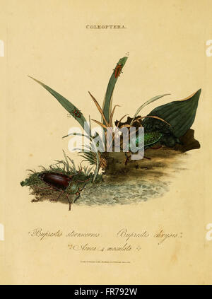 ‘An Epitome of the Natural History of the Insects of India’ provides an ...
