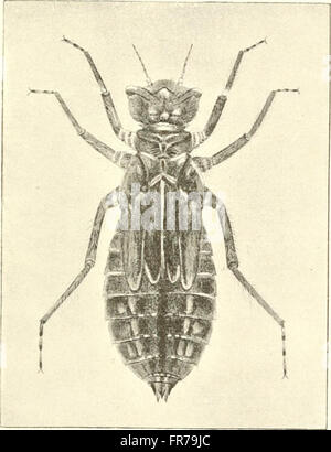 'British Dragonflies' (1900) is a detailed study of dragonfly species ...