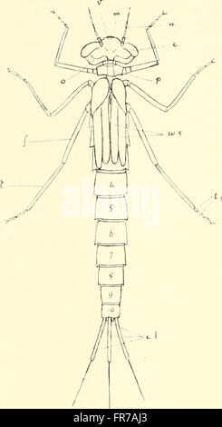 This work on British dragonflies (Odonata) from 1900 focuses on the ...