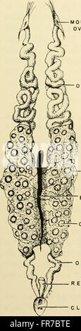 Comparative Embryology of the Vertebrates (1953) provides detailed ...