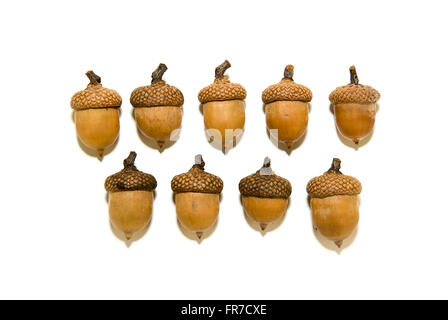 Many brown acorns with caps on over white Stock Photo - Alamy