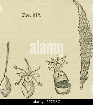 'Flora of Syria, Palestine, and Sinai' (1896) provides a detailed ...