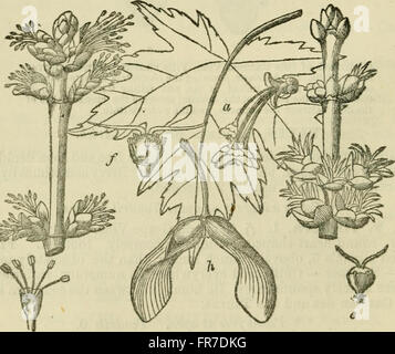 This 1896 work, Flora of Syria, Palestine, and Sinai, documents the ...