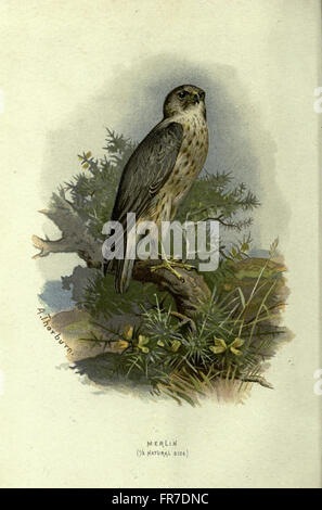 'Familiar Wild Birds' (Plate 1) showcases illustrations and ...