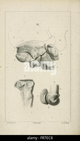 This letter, translated from French, discusses the theory of evolution ...