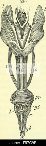 'On the Anatomy of Vertebrates' (1866) explores the anatomical ...