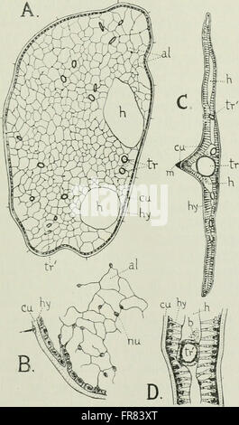 This 1917 work covers the biology of dragonflies, focusing on the ...