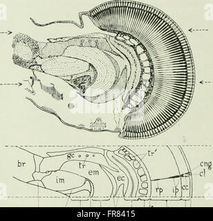 'The Biology of Dragonflies' (1917) explores the anatomy, behavior, and ...