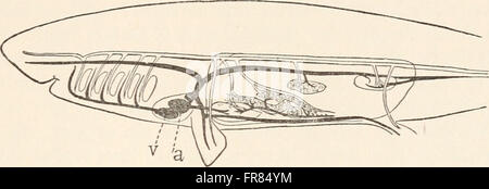 This 1911 textbook introduces zoology and human physiology, explaining ...