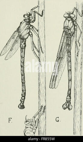 A 1917 entomological study focusing on the spruce beetles of Finland ...