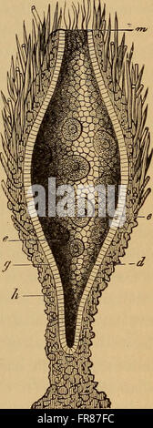 This 1896 work explores the theory of human evolution, providing a ...