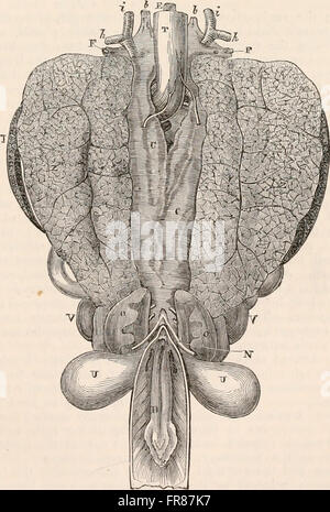 This 1847 cyclopedia provides an extensive reference on human anatomy ...