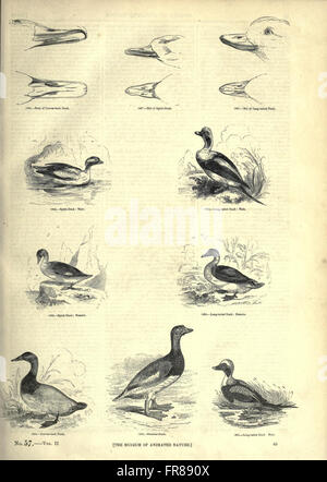 'The Pictorial Museum of Animated Nature' is a visual resource ...