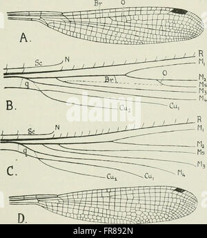 'The Biology of Dragonflies' (1917) explores the life cycle, anatomy ...