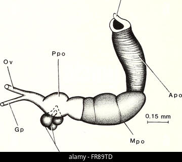 The 'American Malacological Bulletin' (1986) includes scientific ...