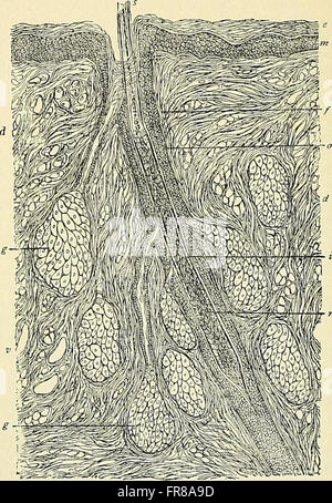 *An American Text-book of Genito-Urinary Diseases, Syphilis, and ...