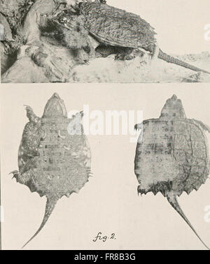 'Aquatic Life' (1920) explores various aquatic species and ecosystems ...