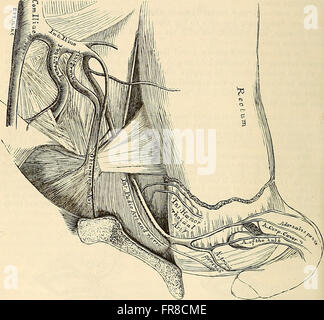 Anatomy, descriptive and surgical (1877 Stock Photo - Alamy