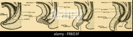 'Comparative Anatomy' (1936) is a study of the anatomical structures of ...