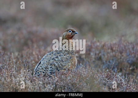 Female red grouse Stock Photo - Alamy