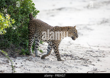 Leopard Marking Territory Stock Photo - Alamy