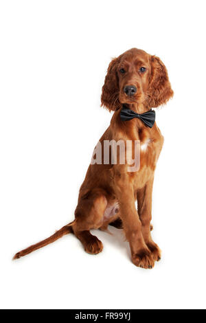 Gentleman dog with red bow tie wears paper birthday cap on head. Happy ...