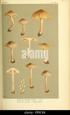 This illustrated guide serves as an atlas for British fungi ...