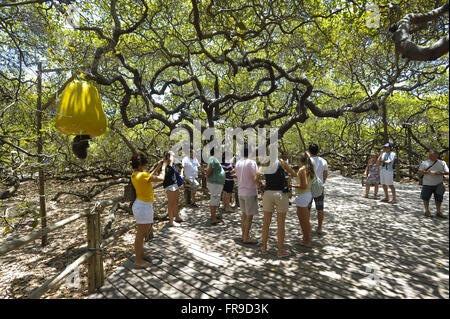 The biggest cashew tree, Pirangi do Norte, Rio Grande do Norte, Brazil ...