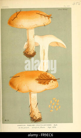 This atlas presents detailed illustrations of British fungi ...