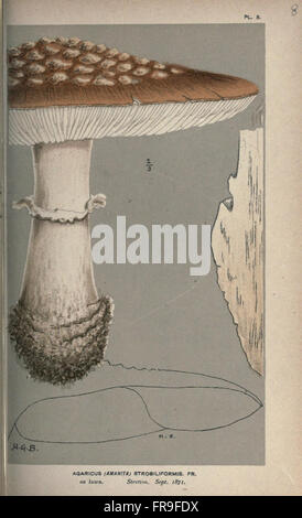 This atlas, featuring illustrations of British Hymenomycetes fungi ...