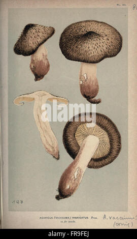 An illustrated atlas focusing on the Hymenomycetes species of British ...