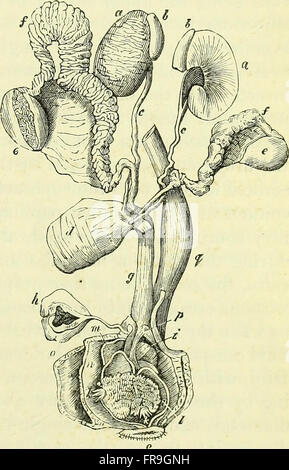 *On the Anatomy of Vertebrates* (1866) is a pioneering work in ...