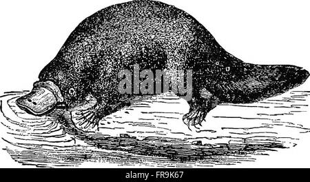 The 1899 'Text Book of Vertebrate Zoology' provides an in-depth ...