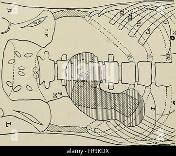This 1910 work explores the use of X-rays (Röntgen rays) in medical ...