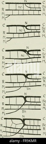 A 1917 study on the biology of dragonflies, covering the classification ...