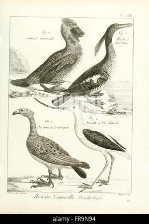 This 18th-century encyclopedic work presents a systematic ...