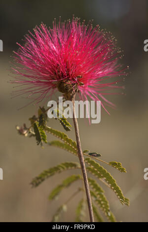 Caliandra Flower of Cerrado Stock Photo - Alamy