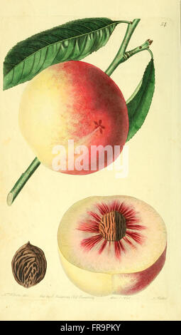 An illustration from The Pomological Magazine, showcasing various fruit ...