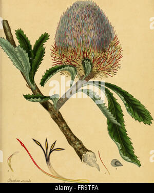 This botanical work showcases rare and newly discovered plants ...
