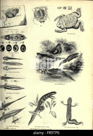 A visual exploration of animated nature, showcasing various species ...