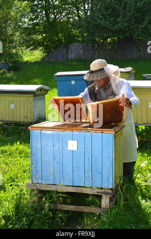person, beehive, apiary, working, man, insect, bee, apiarist, beekeeper ...